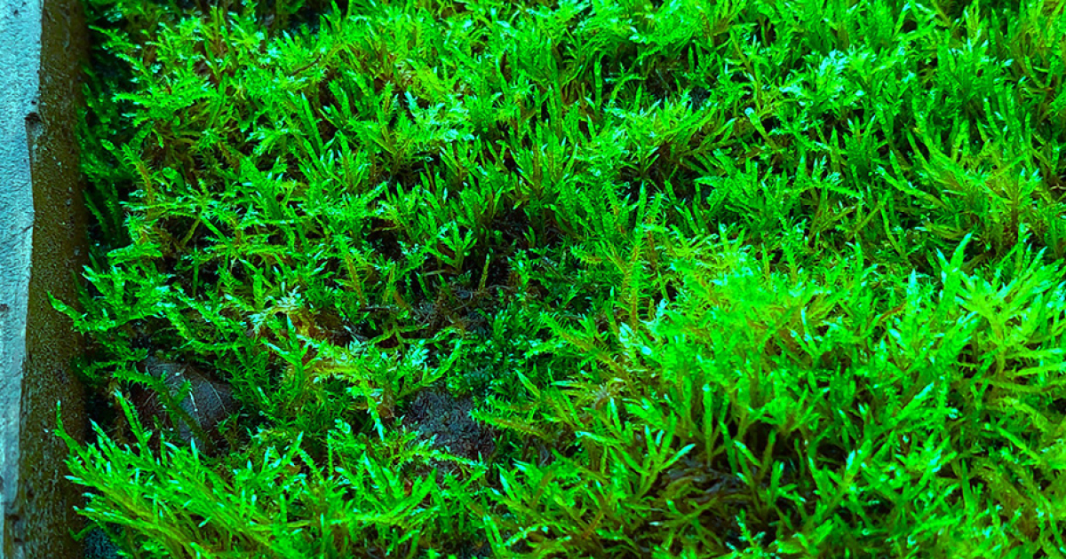 Sssst hier groeien mossen | VLAIO